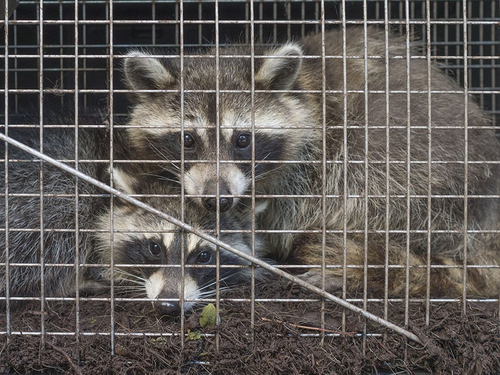 What are Professional Raccoon Removal and Control Services? | Raccoon ...