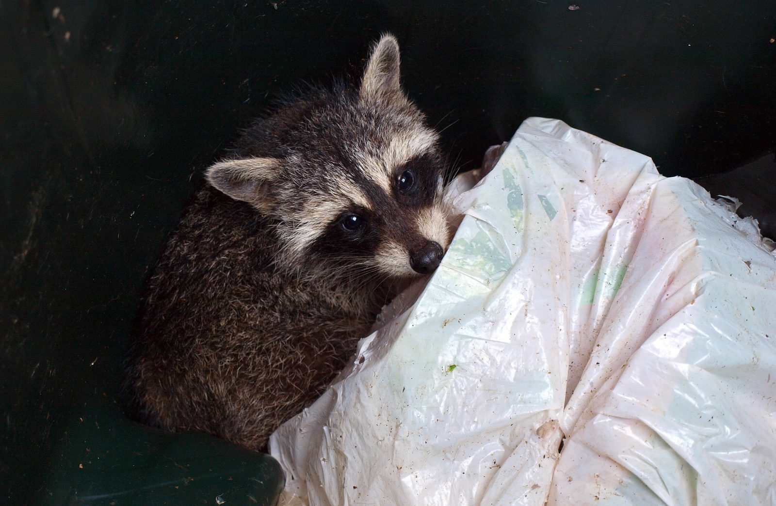 Here’s Why You Have Nuisance Raccoons on Your Property | Raccoon ...
