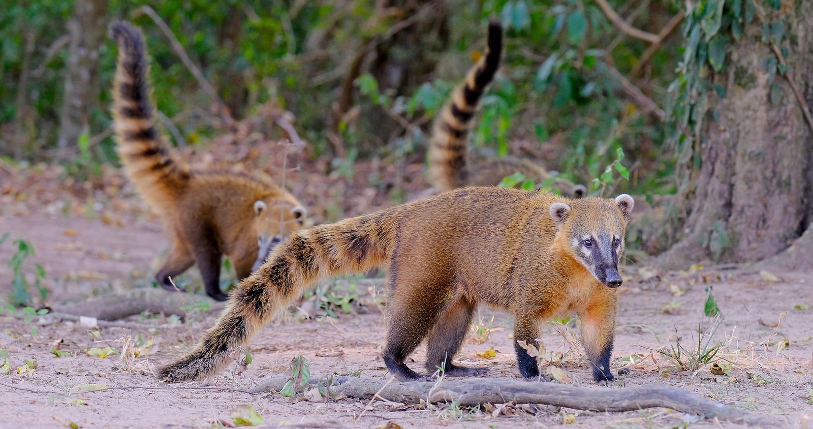 The Three Extant Species of Raccoon | Raccoon Removal Indianapolis