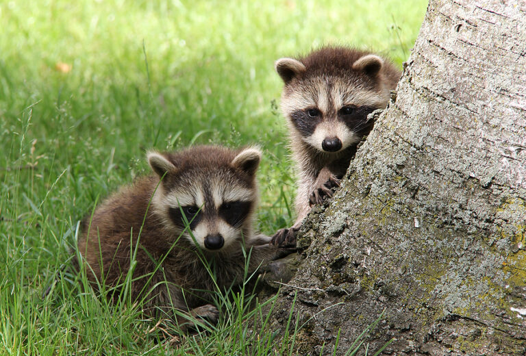 What Are Baby Raccoons Called? Fascinating Facts About Kits | Raccoon ...
